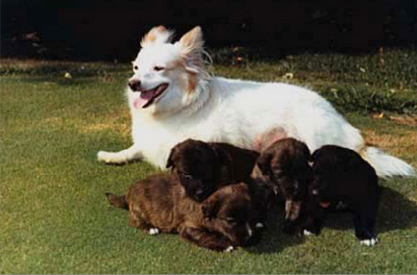 Top Dogs, Pushinka and Pupniks - White House Historical Association