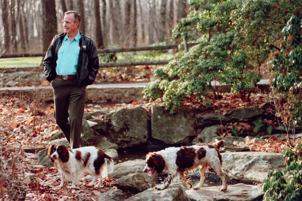 George Bush enjoys a walk with Millie and Ranger at Camp David ...