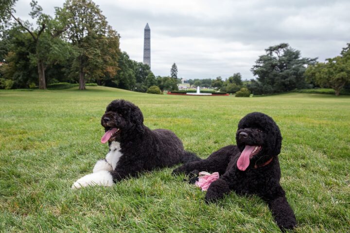 White House Pets: A President's Best Friend - White House Historical ...