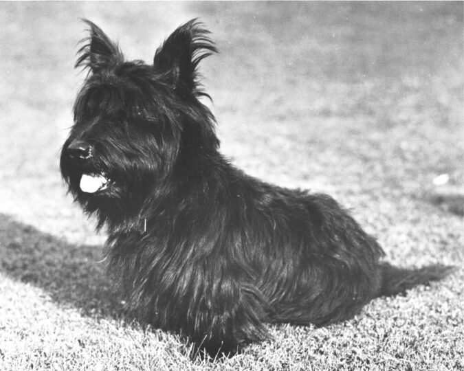 Top Dogs, Fala - White House Historical Association