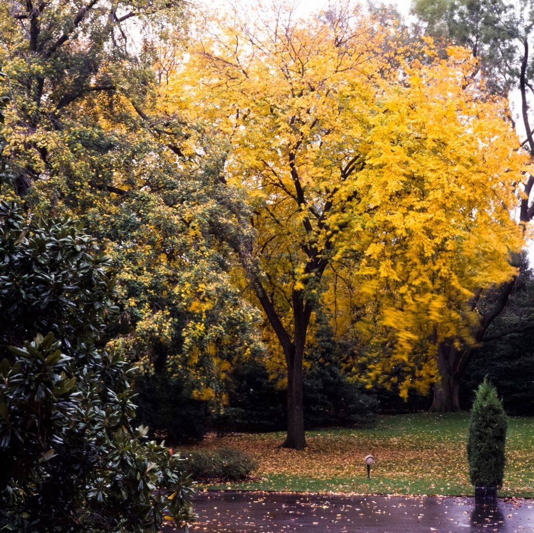 American Elm Tree by the Southeast Gate of the White House - White ...