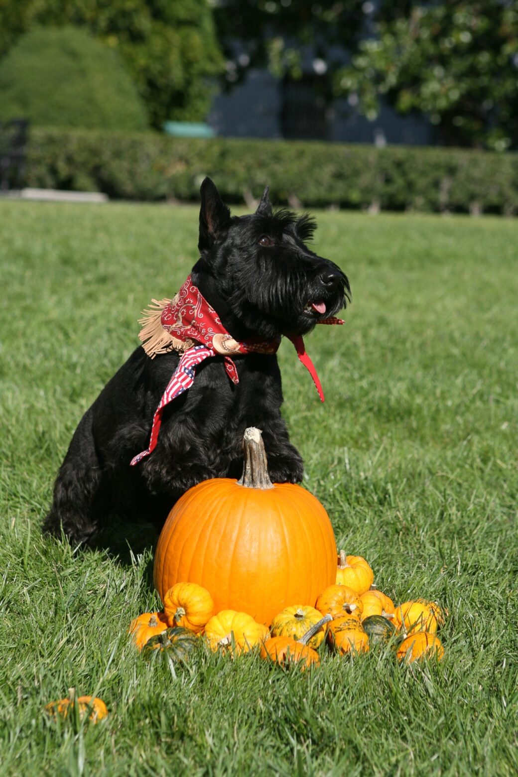 Barney Guards His Pumpkin - White House Historical Association