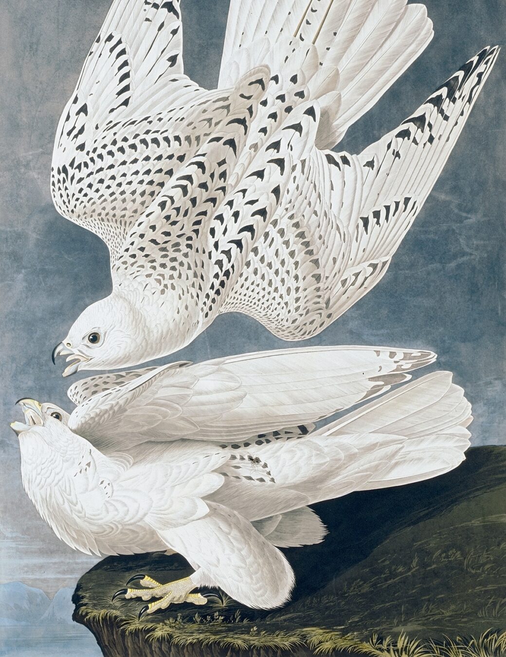 Iceland Falcons by John James Audubon (White House History 34) - White ...