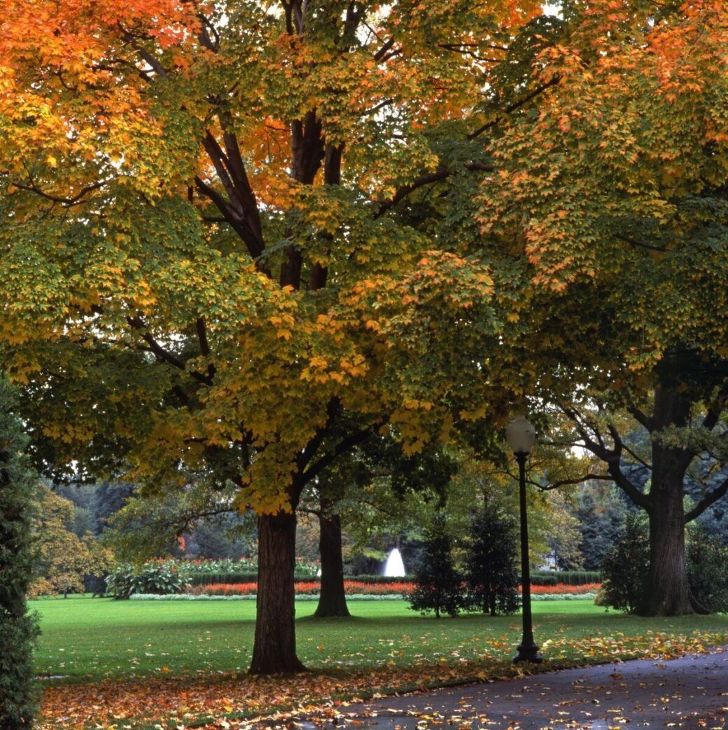 Sugar Maple on the South Driveway of the White House - White House ...