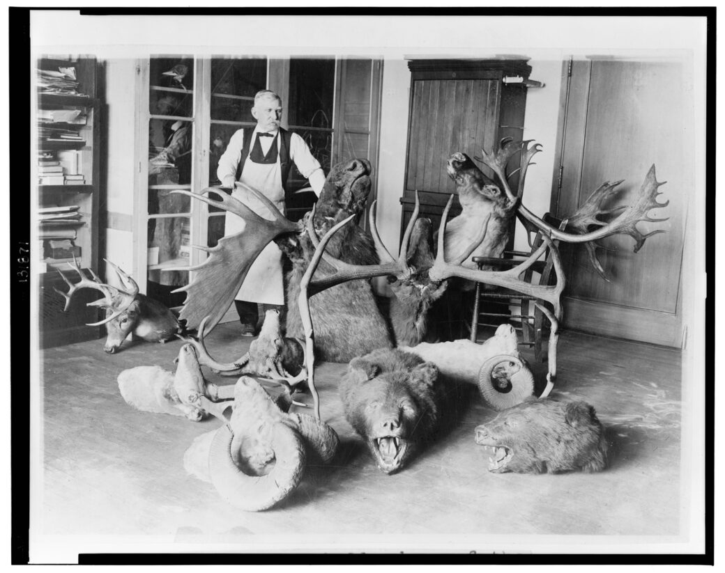National Photo Company: Taxidermist with Trophies - White House ...