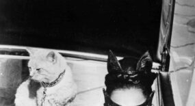 Eartha Kitt Goes to Washington - White House Historical Association