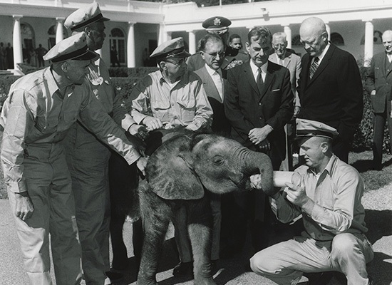 President Dwight Eisenhower greets Dzimbo, a 440-pound baby elephant ...