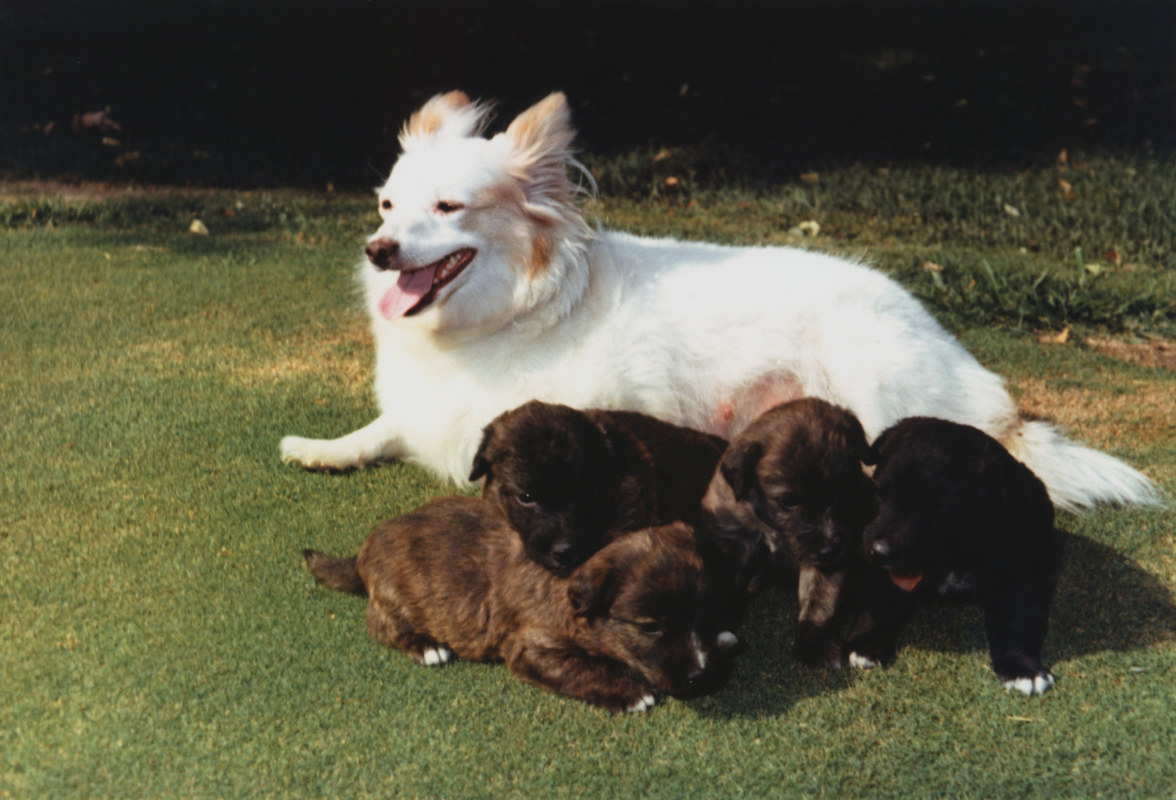 White House Pets: Merry Menagerie - White House Historical Association